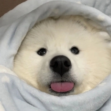 最大公约数_Stein 算法_最大公约数 stein-CSDN博客