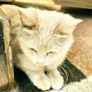 createJs+canvas开发h5+接入公众号踩坑_createjs优秀h5源码-CSDN博客