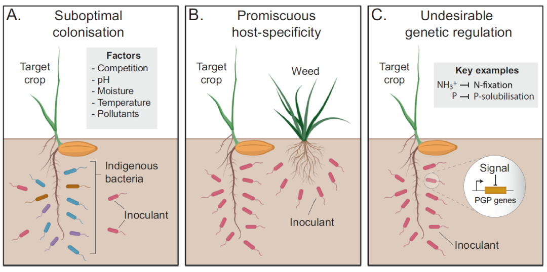 ISME | 牛津大学Philip Poole组综述根瘤菌工程化促进可持续农业发展-CSDN博客