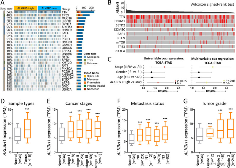 胃癌ALKBH1单基因多组学（空间转录组+单细胞+TMA验证）-CSDN博客