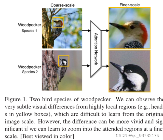 RA-CNN论文解读-CSDN博客