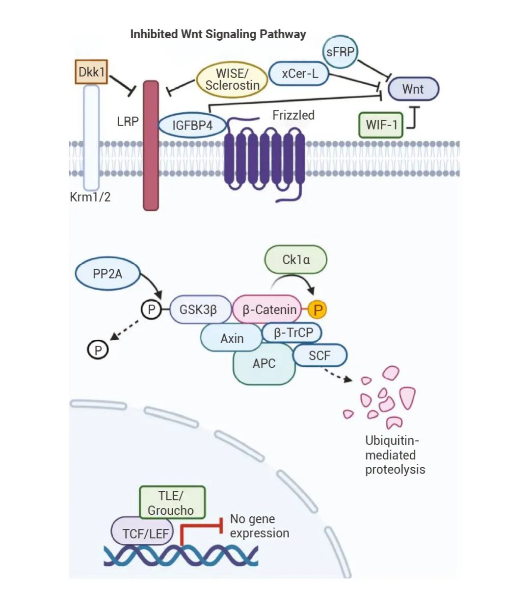Wnt/β-catenin通路的激活途径在肿瘤研究的应用 - MedChemExpress_emt激活-CSDN博客