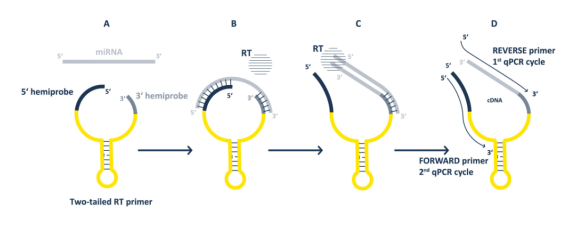BioVendor miRNA检测方法—Two-Tailed RT-qPCR_mirna rt-qpcr探针-CSDN博客