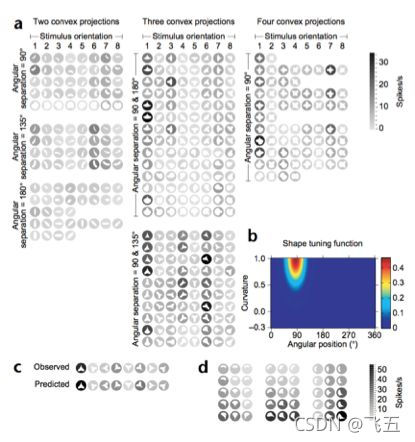 【学习笔记】Visual Cortex of Human‘s Brain_complex cell感受野-CSDN博客