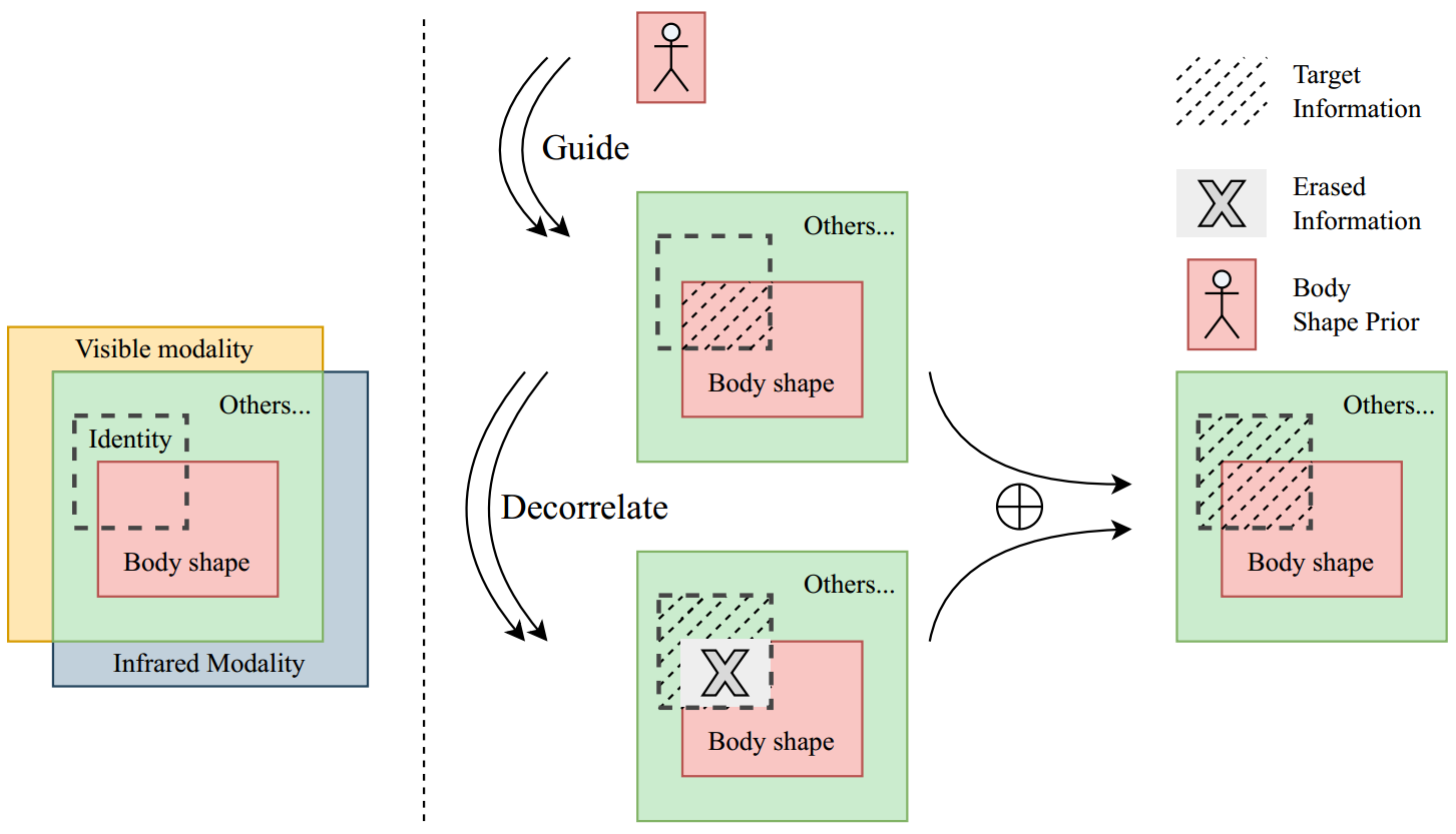 Shape-Erased Feature Learning for Visible-Infrared Person Re-Identification-CSDN博客
