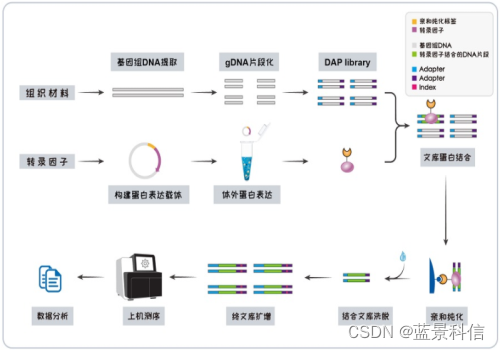 DAP-seq技术实验流程和原理（DAP-seq和ChIP-seq的不同特点）和适用物种（对象）范围-CSDN博客
