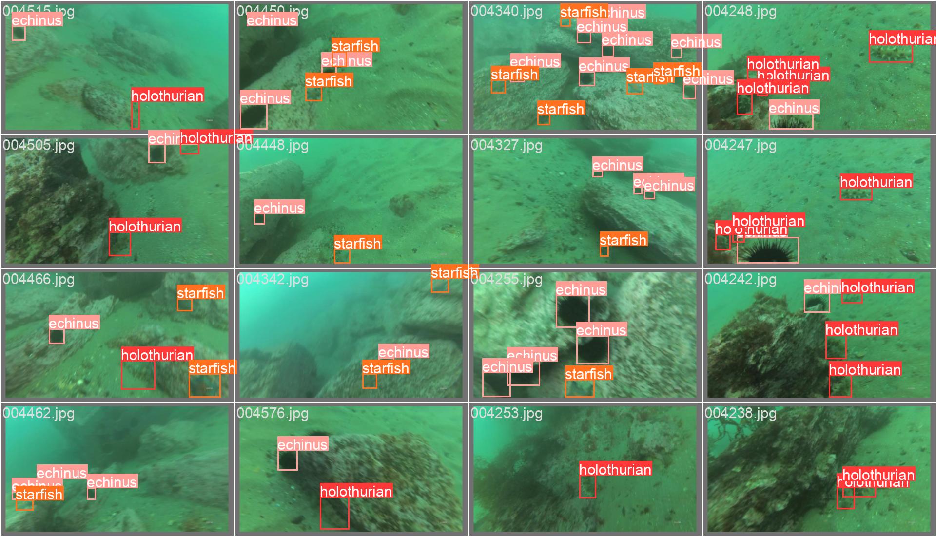 基于YOLOv8模型的海洋生物目标检测系统（PyTorch+Pyside6+YOLOv8模型）（含源码+模型+可修改_基于yolo的目标检查与业务系统整合应用-CSDN博客