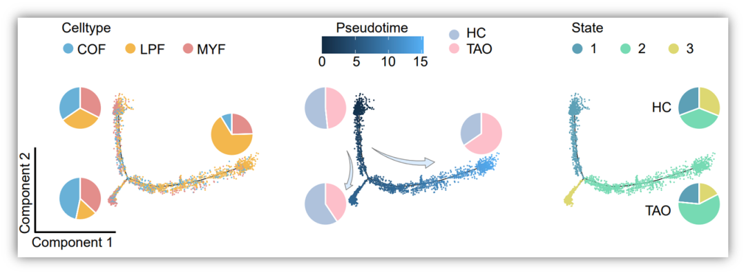 ggplot2个性可视化monocle2结果_monocle2结果解读-CSDN博客