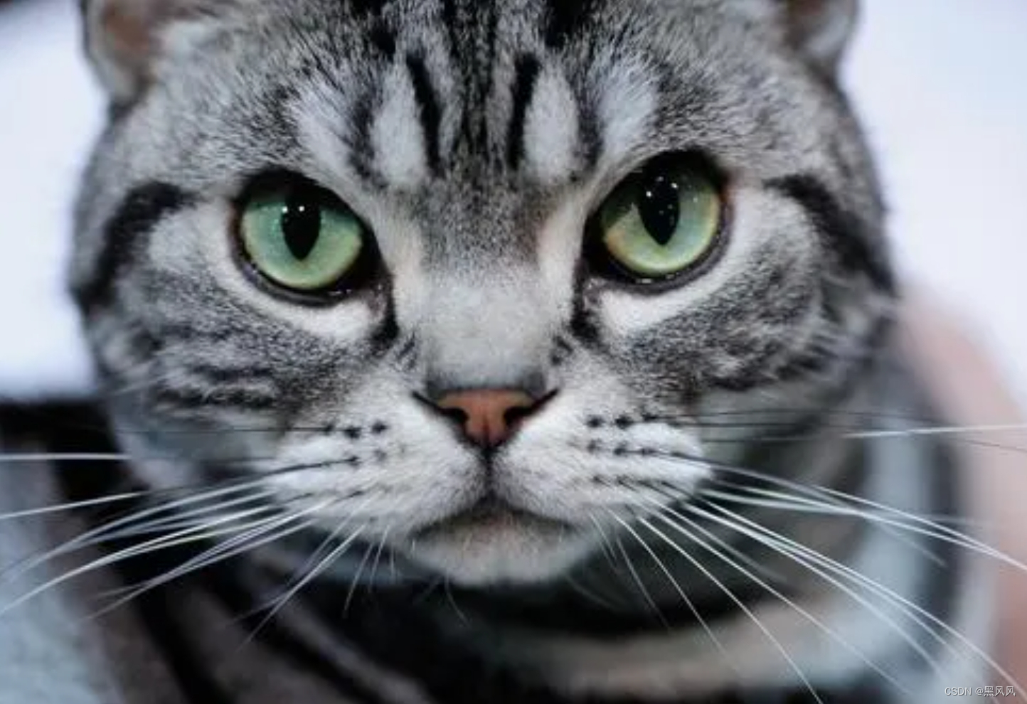 Linux Shell：`cat`命令_shell cat-CSDN博客