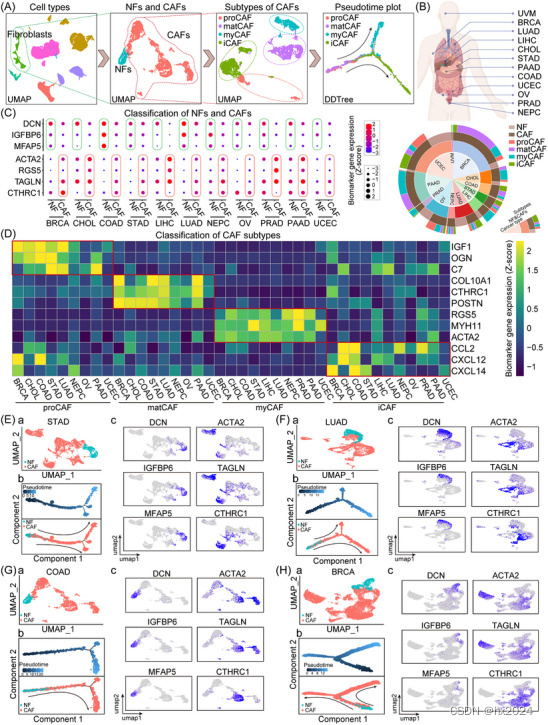 肿瘤相关成纤维细胞分型及单细胞深入研究（文献）_pancaf-CSDN博客