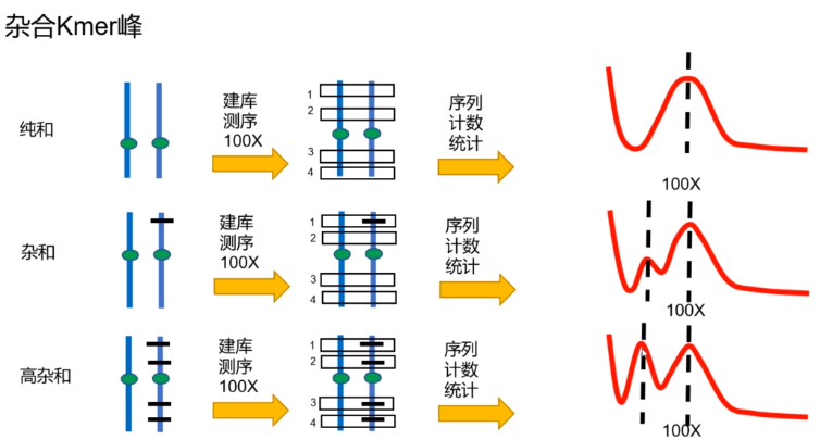 K-mer分析基因组-CSDN博客