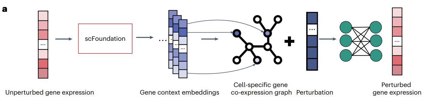 nature methods | 单细胞转录组学的大基础模型scFoundation（宋乐/张学工/马剑竹）_large-scale foundation model on single ...