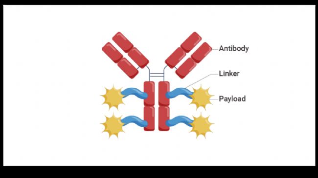 科研助攻 | ADC 药物助力者 — 抗 Payload 抗体 |MedChemExpress (MCE)_adc payload-CSDN博客