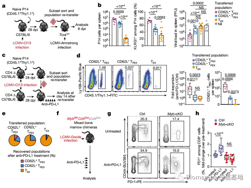《Nature》：MYB调控衰竭性T细胞对检查点抑制的响应_ly108 cx3cr1 t细胞耗竭-CSDN博客