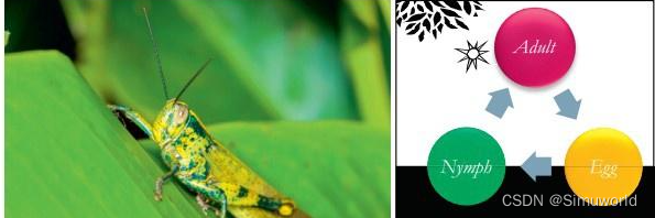 【goa】蚱蜢优化算法grasshopper Optimisation Algorithmgoa理论分析与matlab性能仿真01仿生优化算法matlab仿真 Csdn专栏