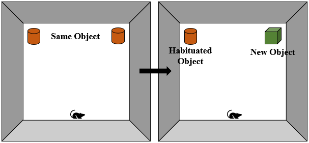 物体识别_小鼠新物体识别Protocol-CSDN博客