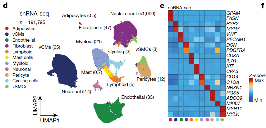 专栏一：单细胞分群后marker基因的表达量展示r语言和python单细胞空间转录组绘图代码 Csdn专栏