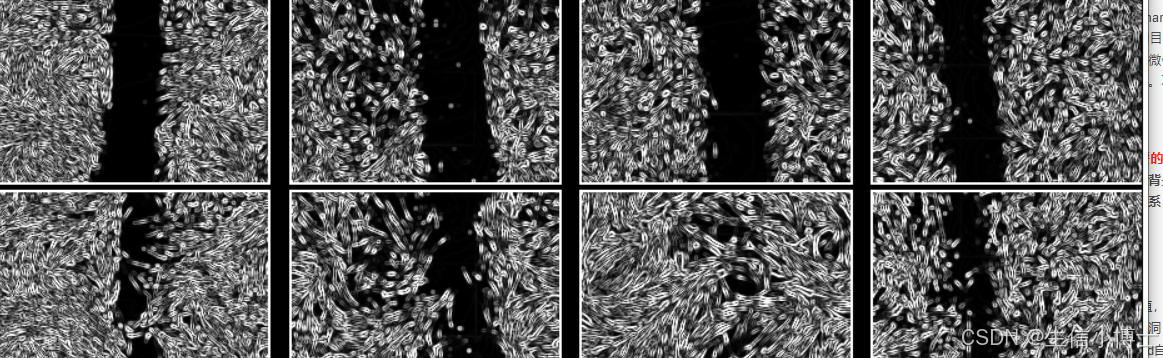 image J 对Western blot 条带进行灰度分析 量化分析_imagej分析wb条带-CSDN博客