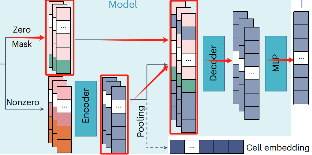 nature methods | 单细胞转录组学的大基础模型scFoundation的具体细节-CSDN博客