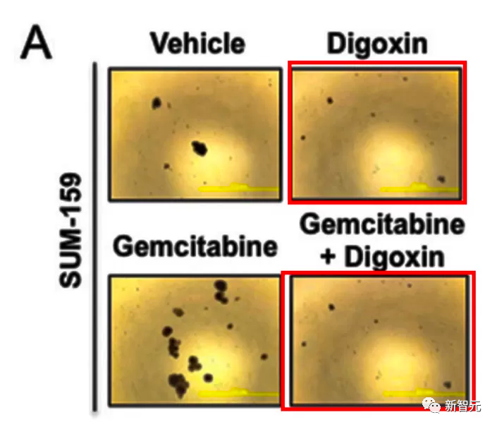 2019年诺奖得主大翻车！被曝54篇论文涉嫌造假，刚撤回4篇PNAS-CSDN博客