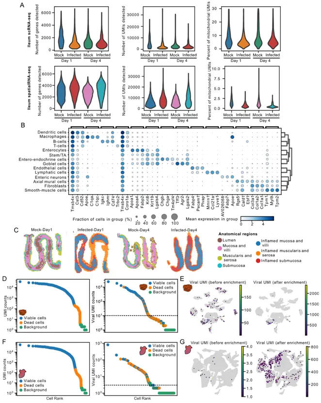 10X单细胞空间联合分析揭示病毒性心肌炎的发病机制_knee plot-CSDN博客