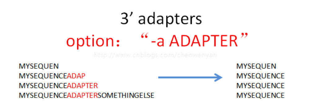 外显子分析：cutadapt，去除序列adapter详细解析-CSDN博客