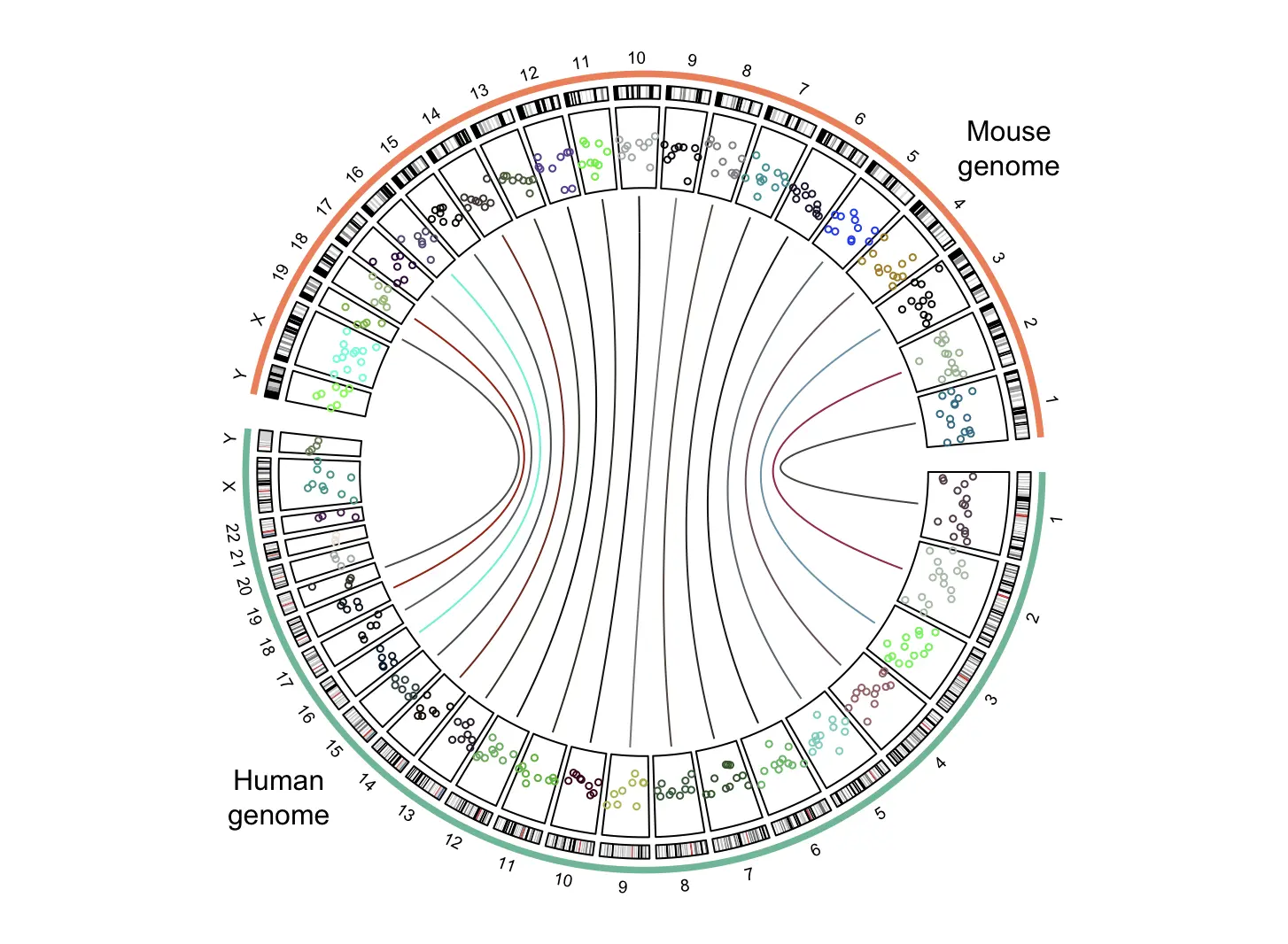 R 数据可视化 —— circlize 基因组初始化_circos.genomictrack-CSDN博客