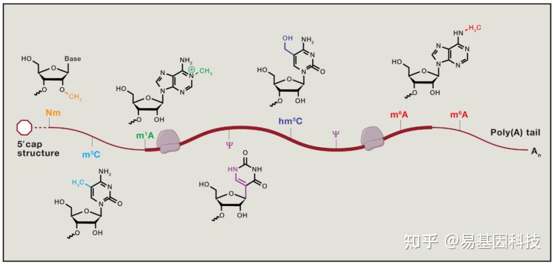 m6A RNA甲基化MeRIP-seq测序分析实验全流程解析_m6a-seq-CSDN博客