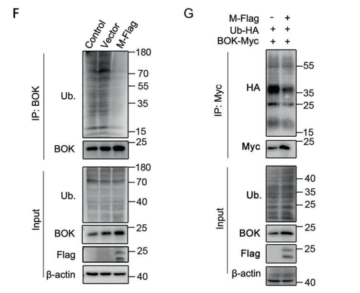 AbMole| 类器官、炎症免疫、铁死亡、DNA、抗病毒研究中的高效试剂_mg132在hek293t细胞中的浓度-CSDN博客