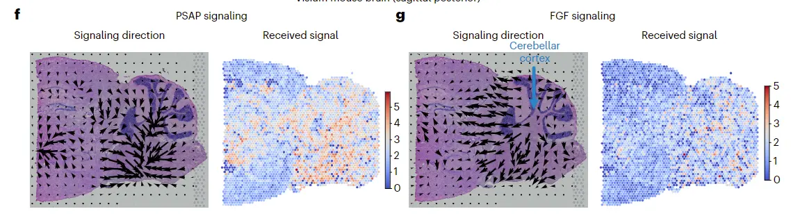 课前准备---空间通讯信号流COMMOT（封装版）_screening cell–cell communication in spatial ...