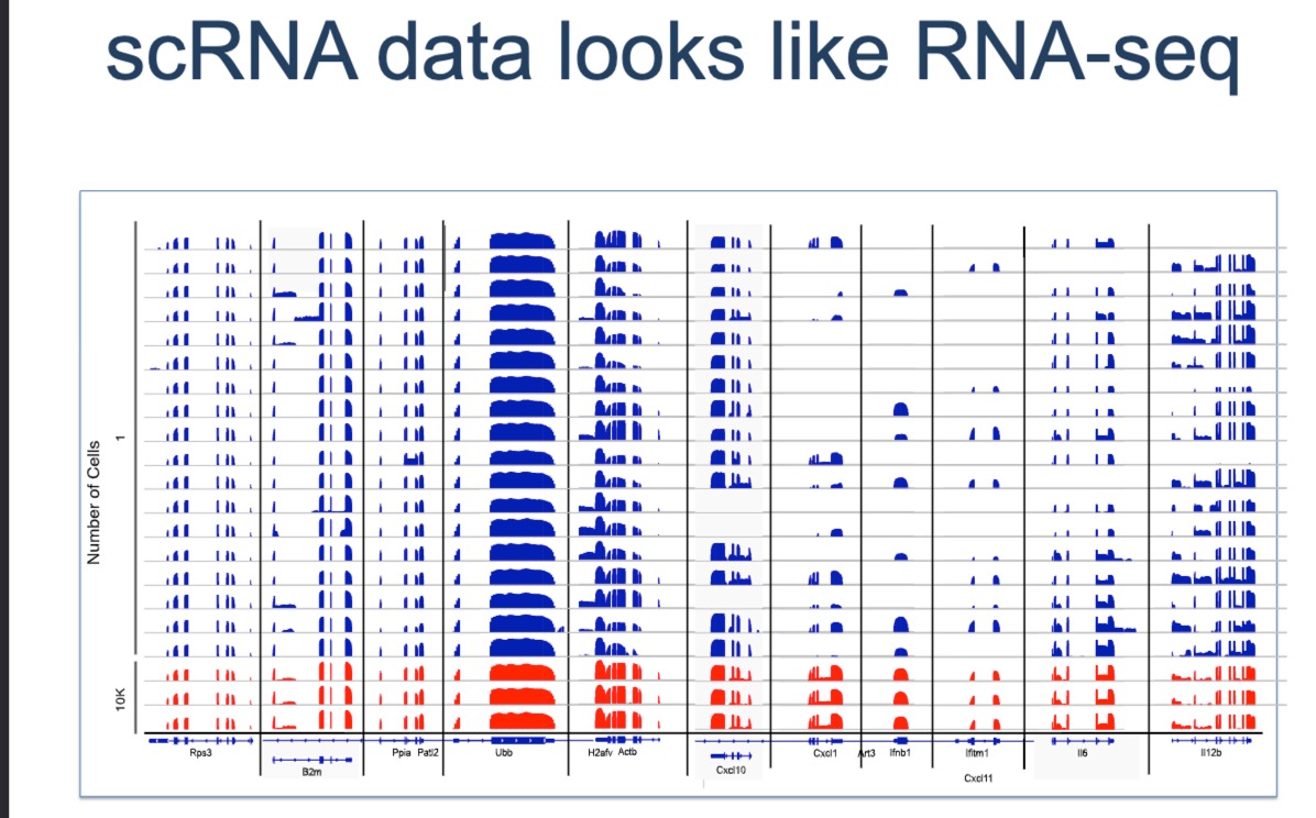 【Single Cell Genomics】Part1 单细胞基因组学_scatac-seq和scrna-seq区别-CSDN博客