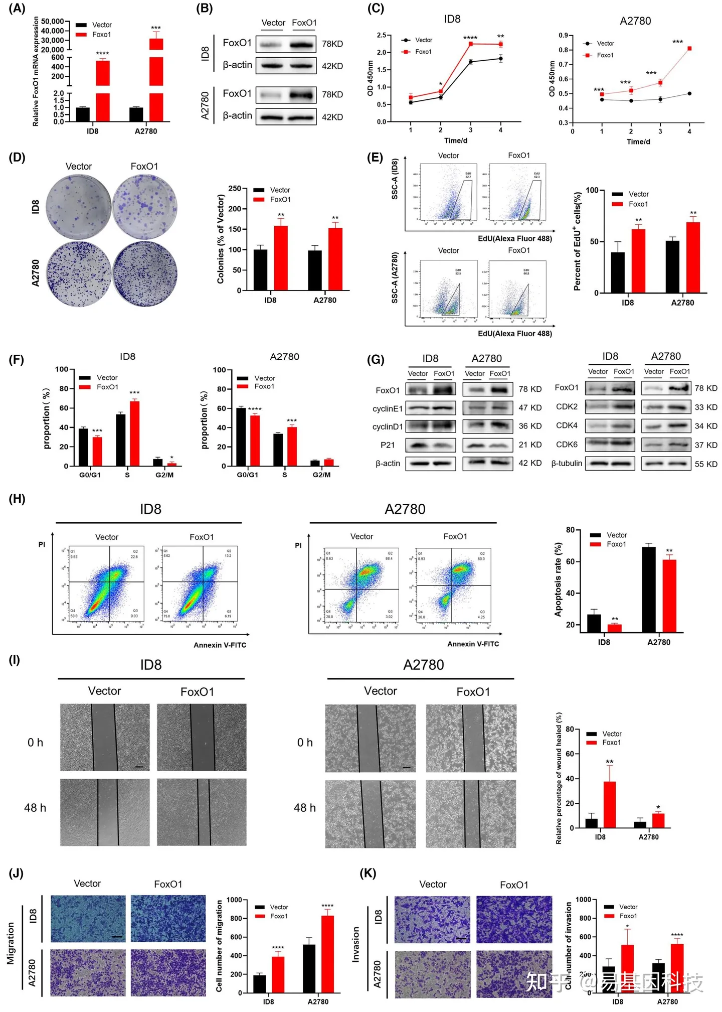 易基因：ChIP-seq等揭示FoxO1增加SMC4转录和METTL14介导m6A修饰以促进卵巢癌发展 | 肿瘤研究_igv中启动子结合预测 ...