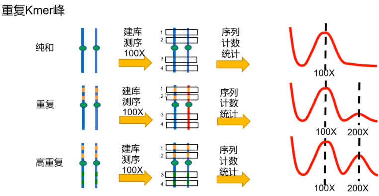 K-mer分析基因组-CSDN博客