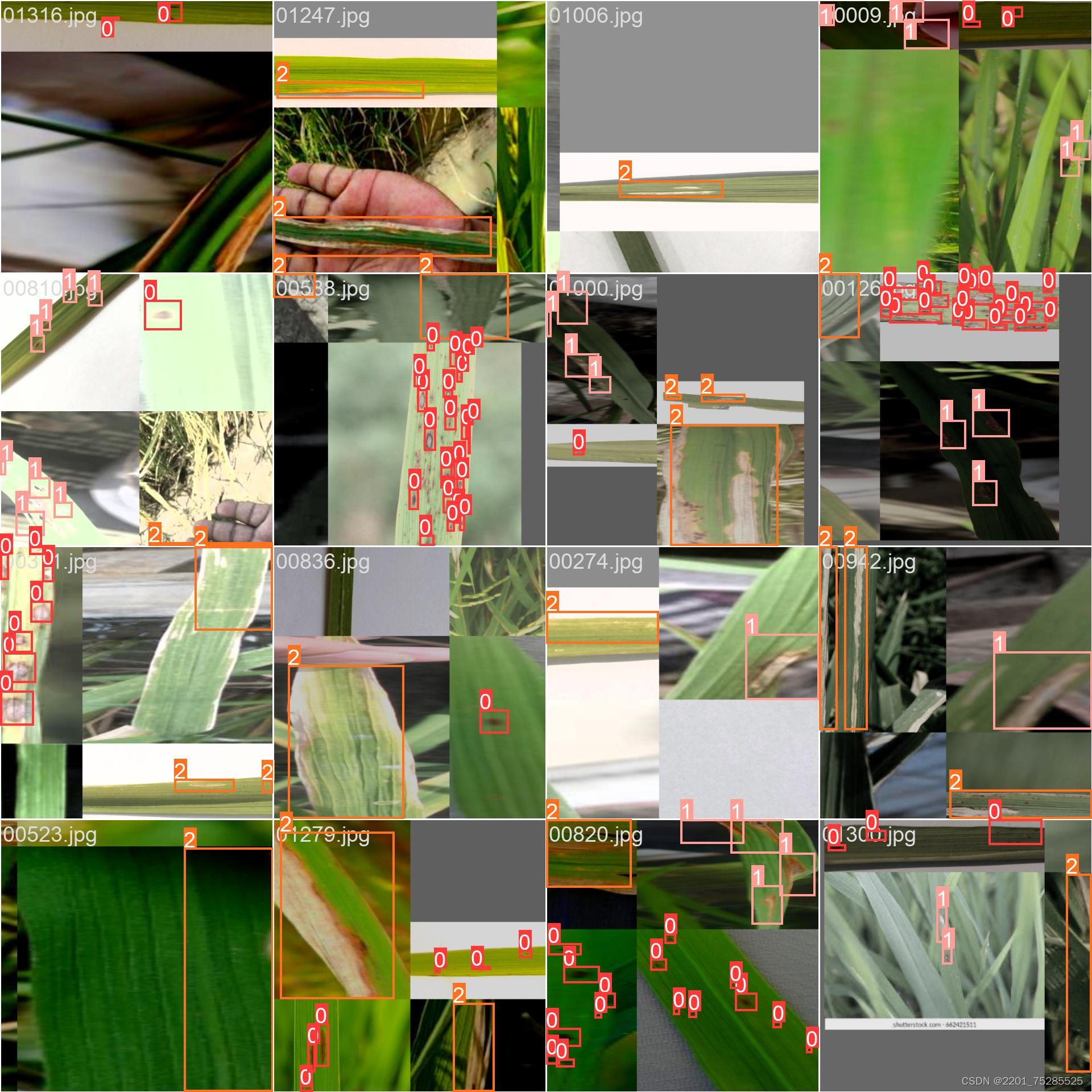 yolov3/yolov4/yolov5/yolov6/yolov7/lite/fastdet/efficientdet各系列模型开发、项目交付、组合改造创新之—水稻疾病检测系统设计开发 ...