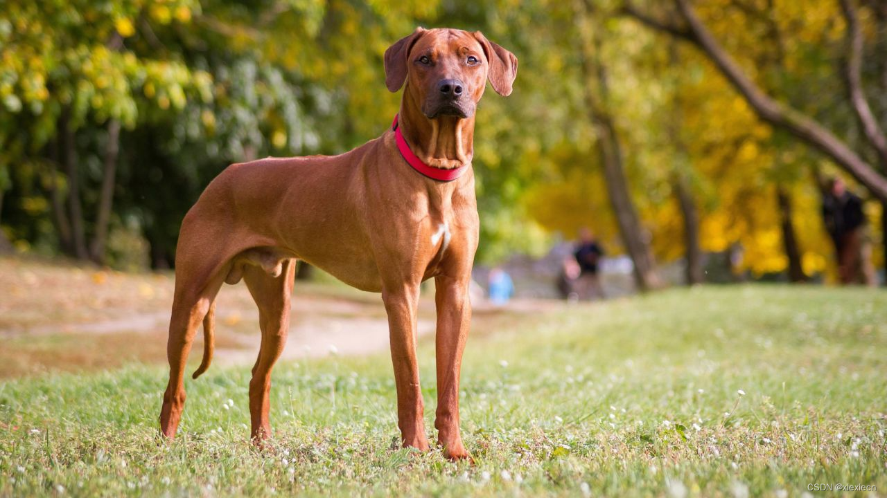 复现论文: UniTune: Text-Driven Image Editing by Fine Tuning an Image Generation Model on a Single ...