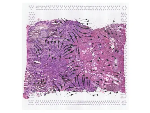 课前准备---空间通讯信号流COMMOT（封装版）_python中进行commot通讯分析-CSDN博客