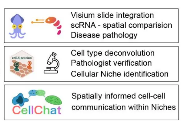 空间转录组分析之细胞Niche（python）版本_空间转录组系列分析(cell2location + 细胞聚类 + 空间通讯-CSDN博客