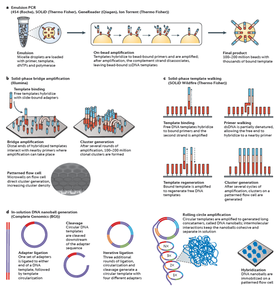 NGS测序方法及其分类详解-CSDN博客