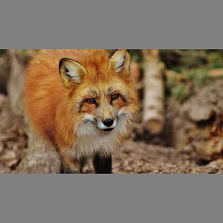 基于python-CNN卷积网路的动物识别-含数据集+pyqt界面_cnn识别动物代码数据实例 python-CSDN博客