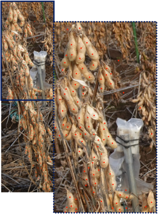 P2PNet-Soy原理梳理-CSDN博客