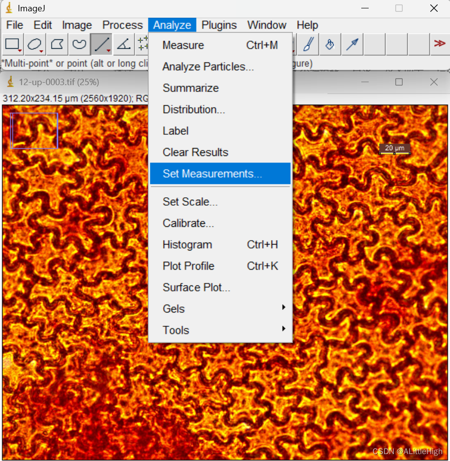 ImageJ实践——测量大小/长短（以细胞为例）_imagej测量长度-CSDN博客