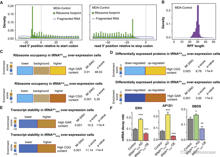 应用Ribo-seq技术量化tRNA对乳腺癌细胞转移的调控-CSDN博客