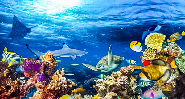 2024，eDNA研究新亮点→数据库定制服务_edna技术最新研究进展-CSDN博客