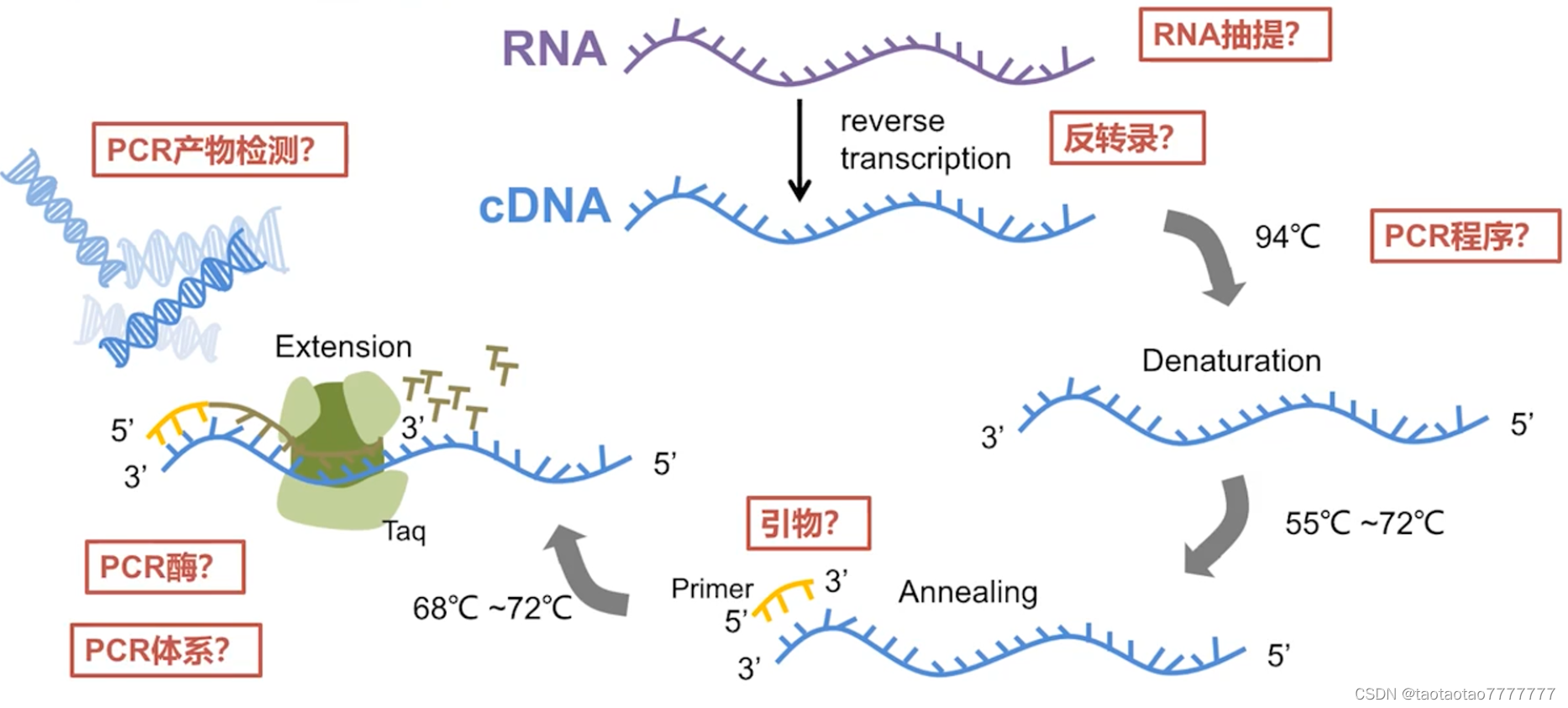 【实验技术笔记】RNA 抽提 + 反转录PCR + PCR引物设计 + RT-qPCR_扩cds全长反转录试剂盒-CSDN博客