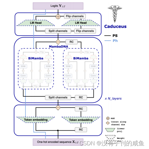 论文阅读笔记(九)——Caduceus: Bi-Directional Equivariant Long-Range DNA Sequence ...