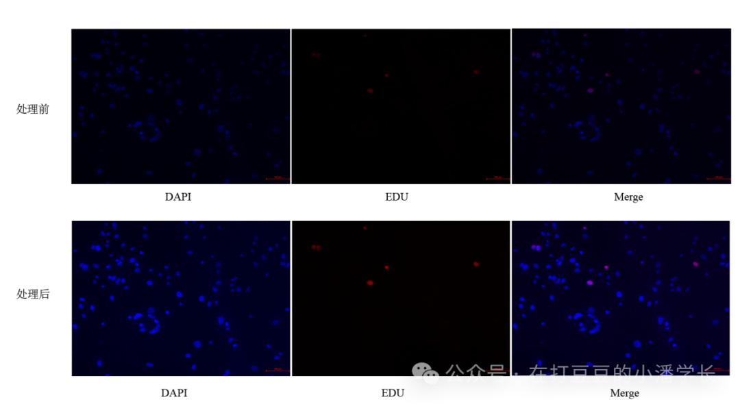 【Image J】荧光染色图像处理_imagej调整荧光强度-CSDN博客