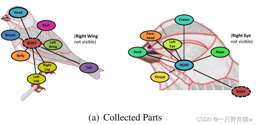 The Caltech-UCSD Birds-200-2011 Dataset-CSDN博客