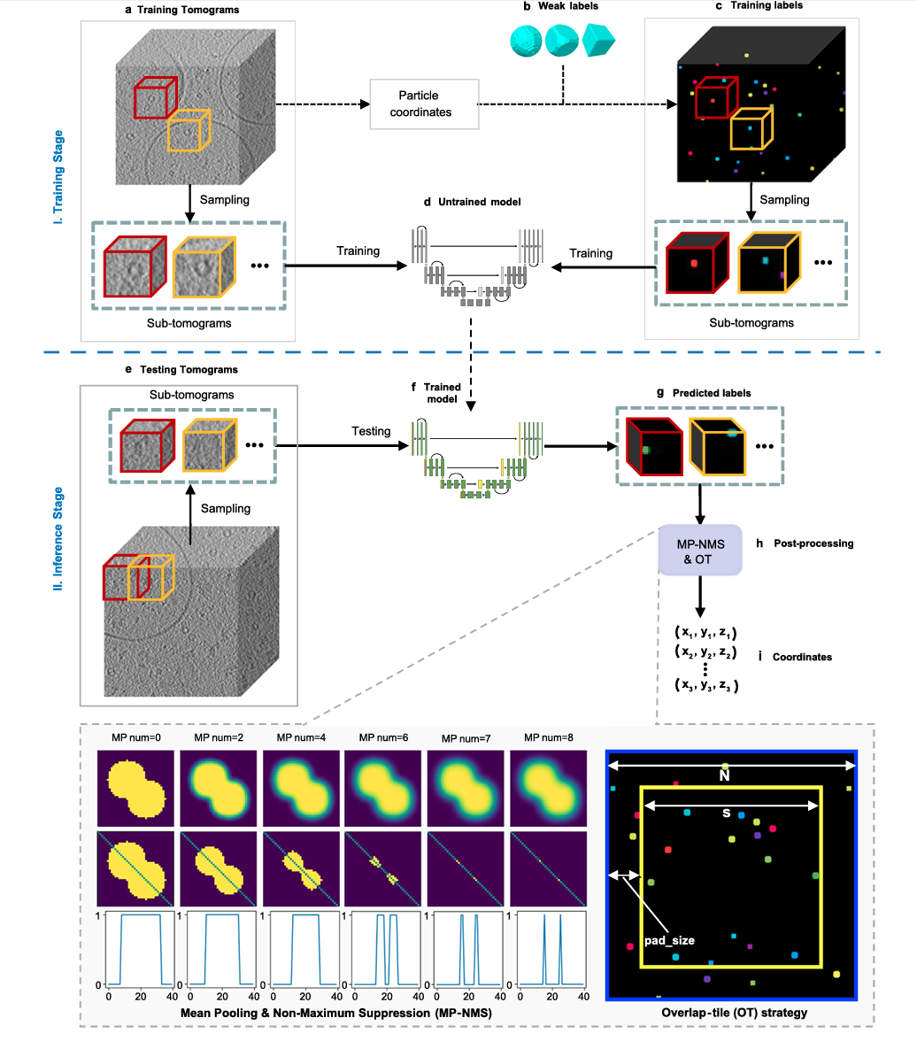【论文阅读|cryoET】DeepETPicker：使用弱监督深度学习的快速准确cryoET三维颗粒挑选算法-CSDN博客