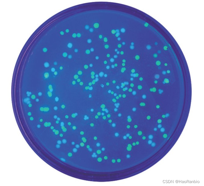 EBFP2蓝色荧光蛋白介绍_bfp2荧光-CSDN博客
