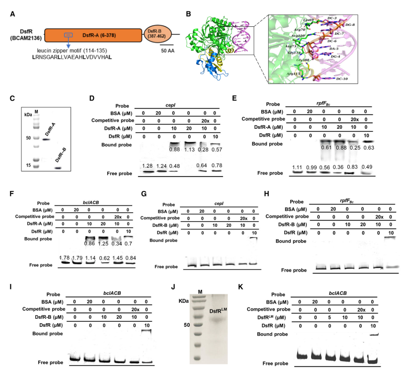 项目文章 | Cell Reports&ChIP-seq和RNA-seq联合鉴定伯克霍尔德氏菌毒性的重要调节因子_chip-seq与rna-seq结合-CSDN博客